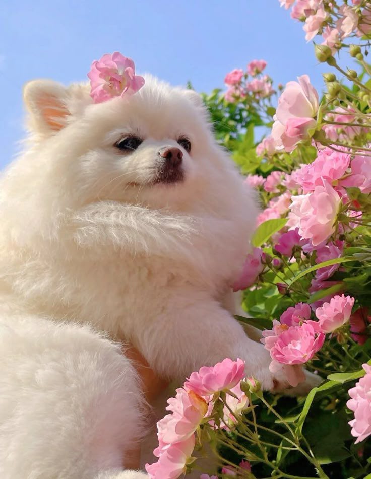 Pomeranian Cinsi Köpeklerin Bakımı ve Özellikleri - Kocaeli Green Pet ...